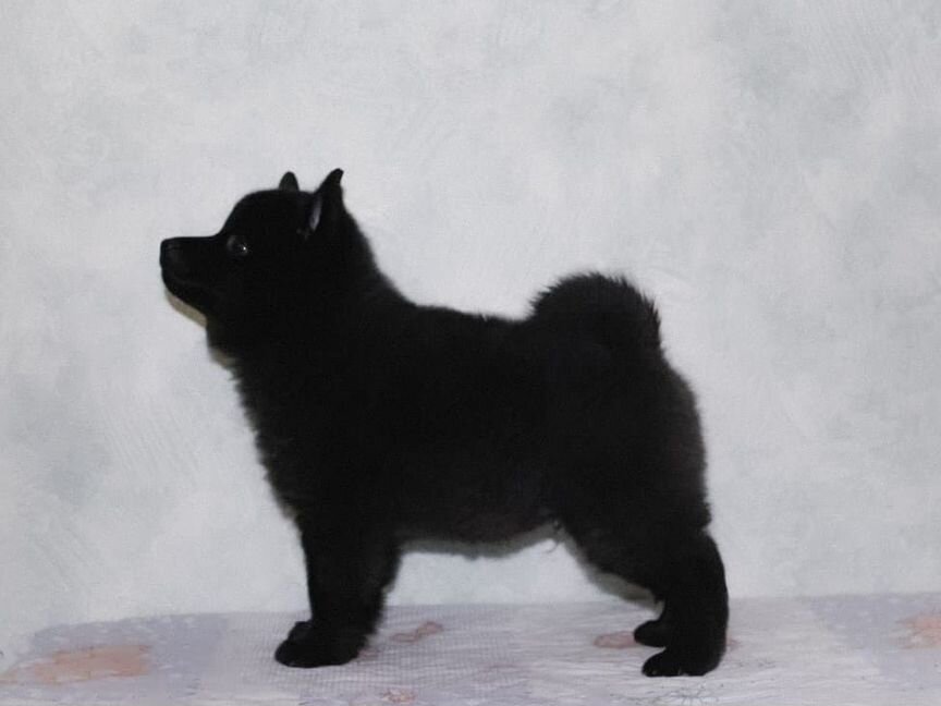 Щенки шипперке