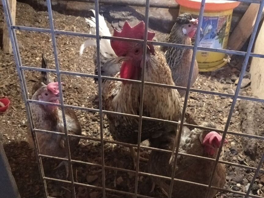 Куры несушки