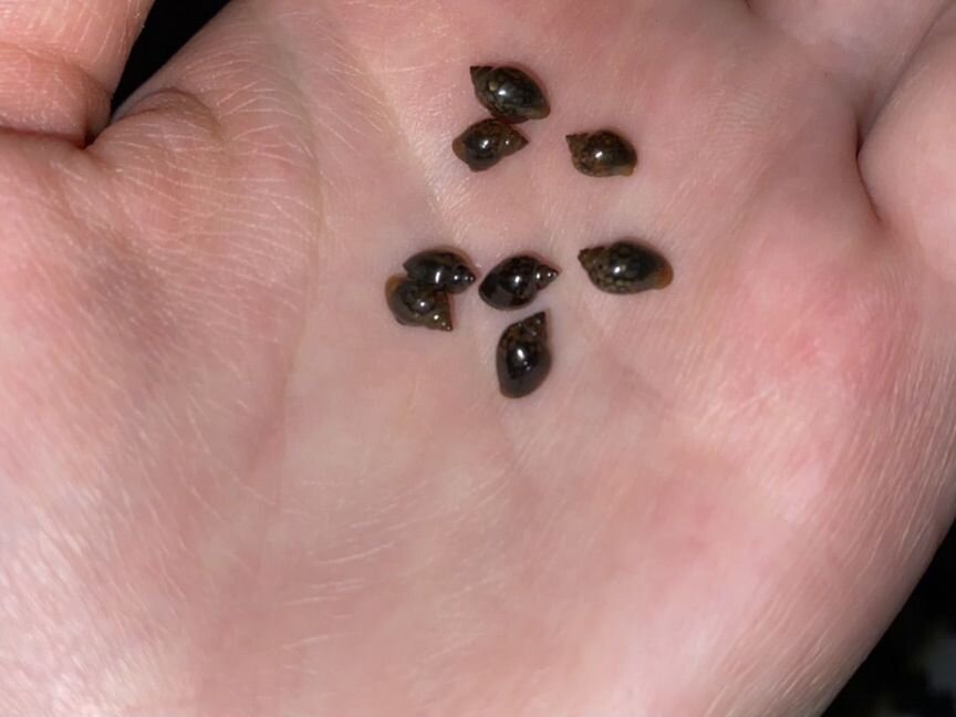 Улитки аквариумные