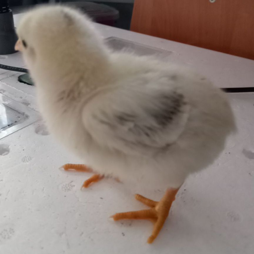 Цыплята. Инкубационное яйцо