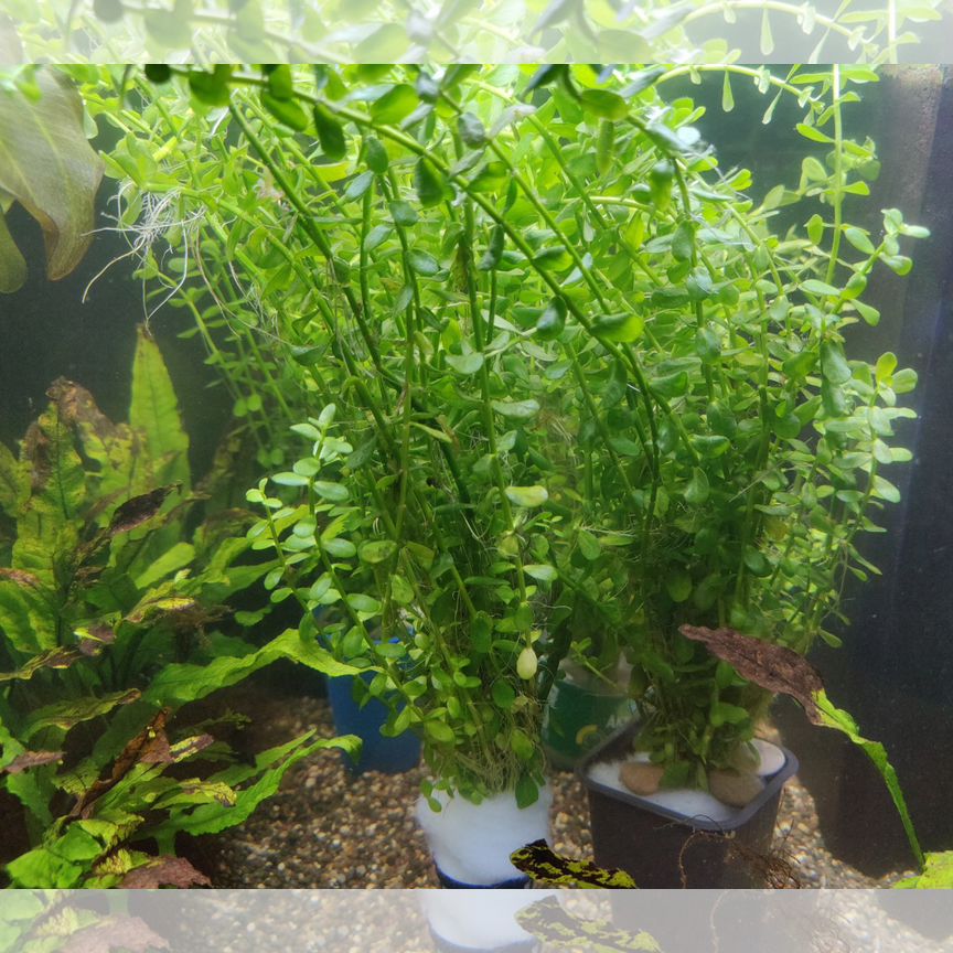 Аквариумные растения
