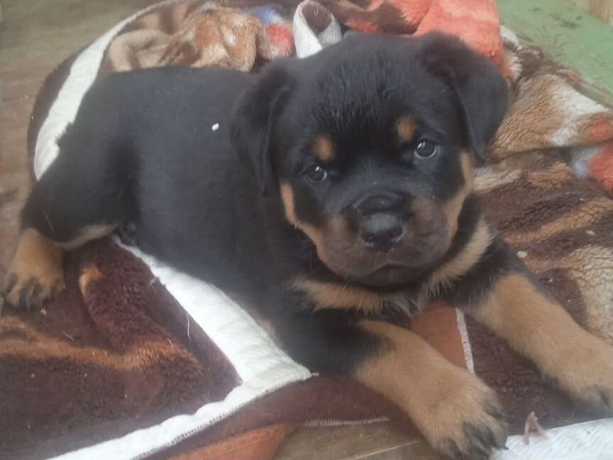 Щенки ротвейлера