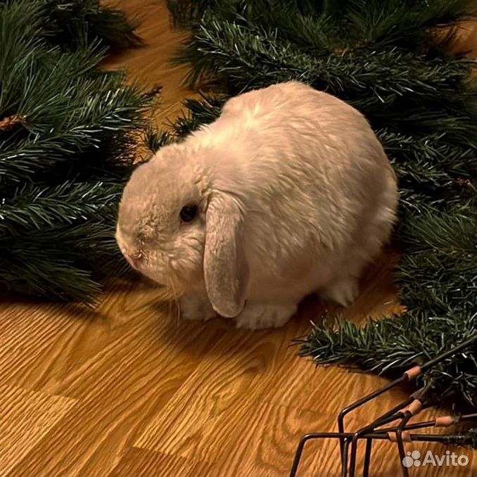 Кролики породы баран