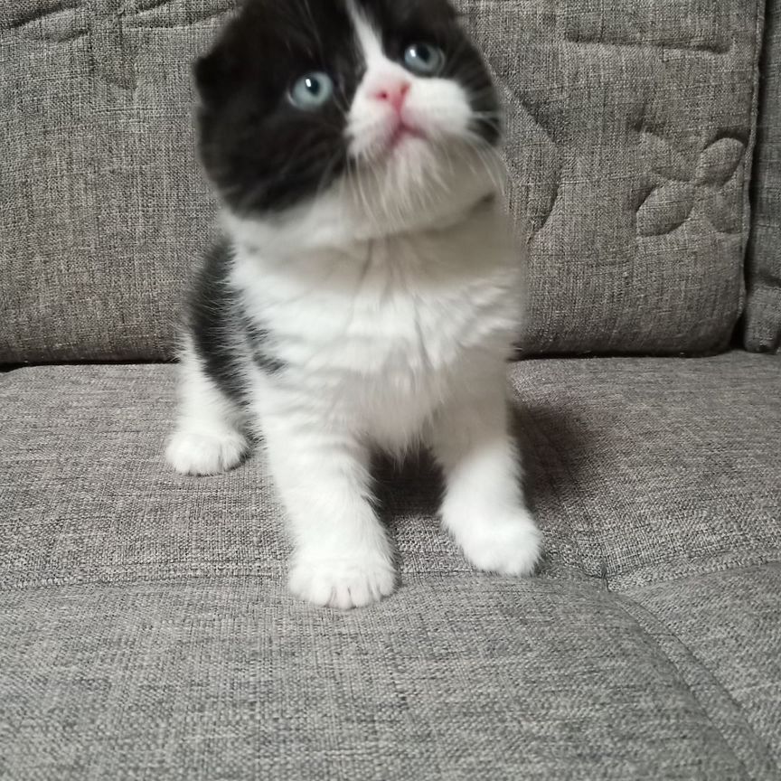 Котейки