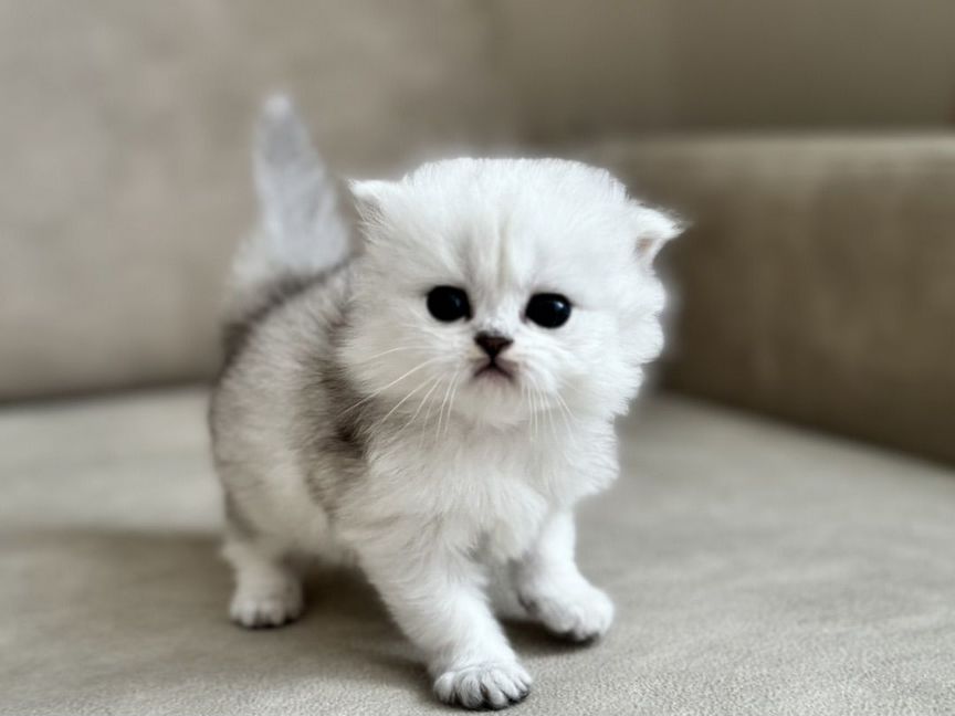 Шотландский котенок