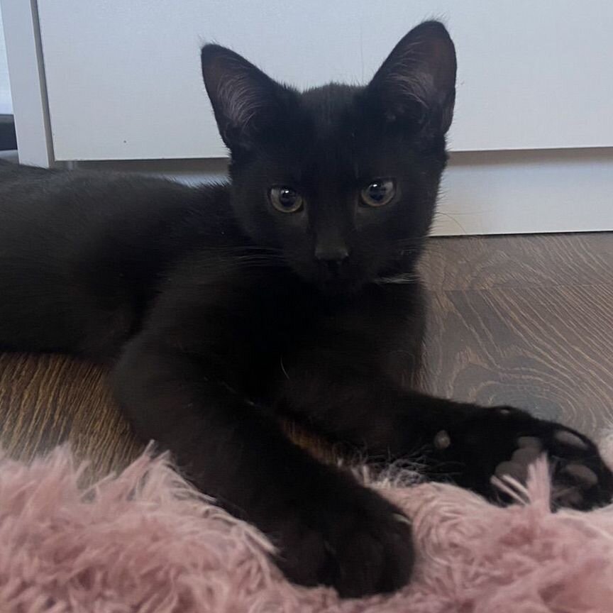 Черный котенок, 3 месяца