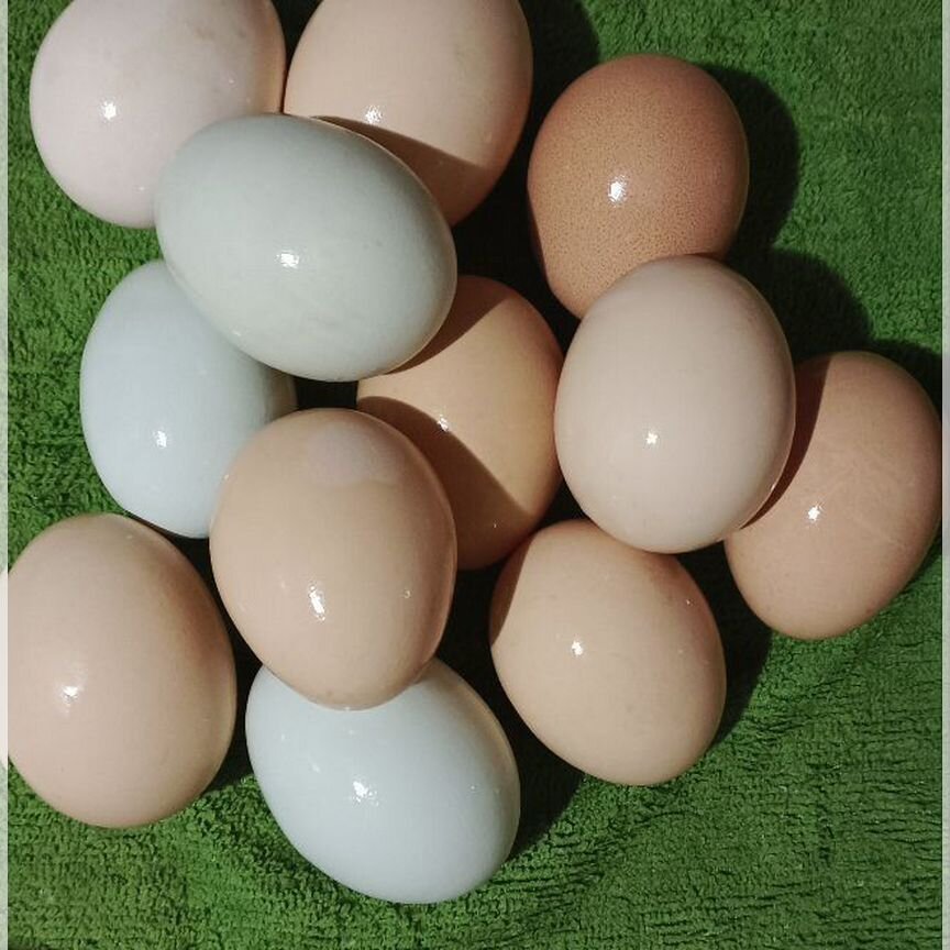 Домашние куриные яйца