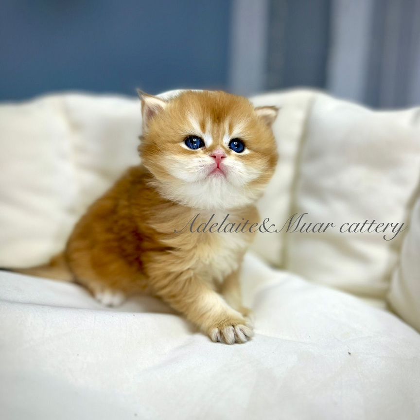 Ярчайшее золото из золотинок котенок