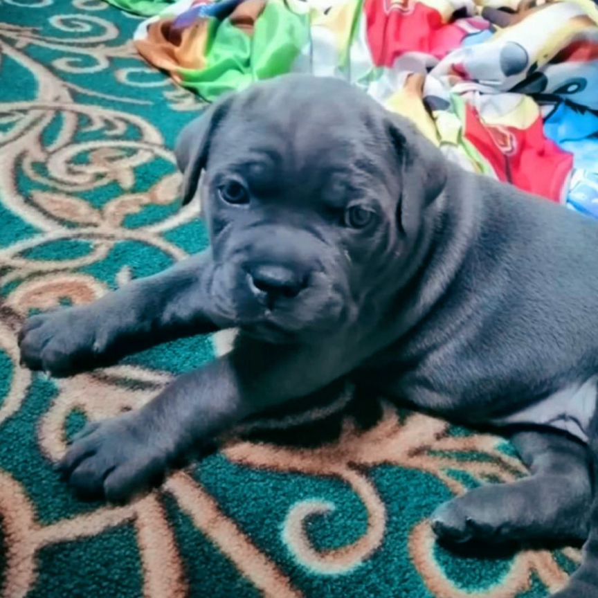 Щенки Кане Корсо