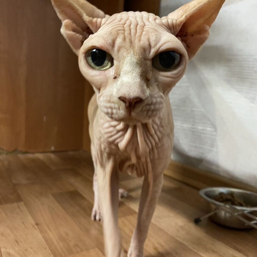 Кошка Сфинкс в хорошие руки