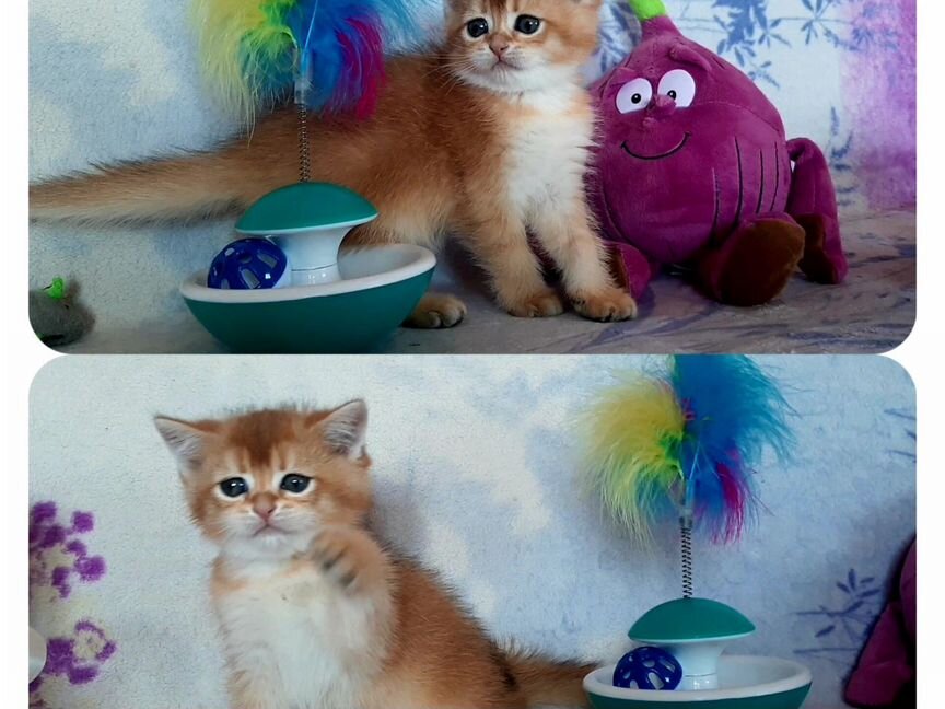 Котята британской шиншиллы золото и серебро
