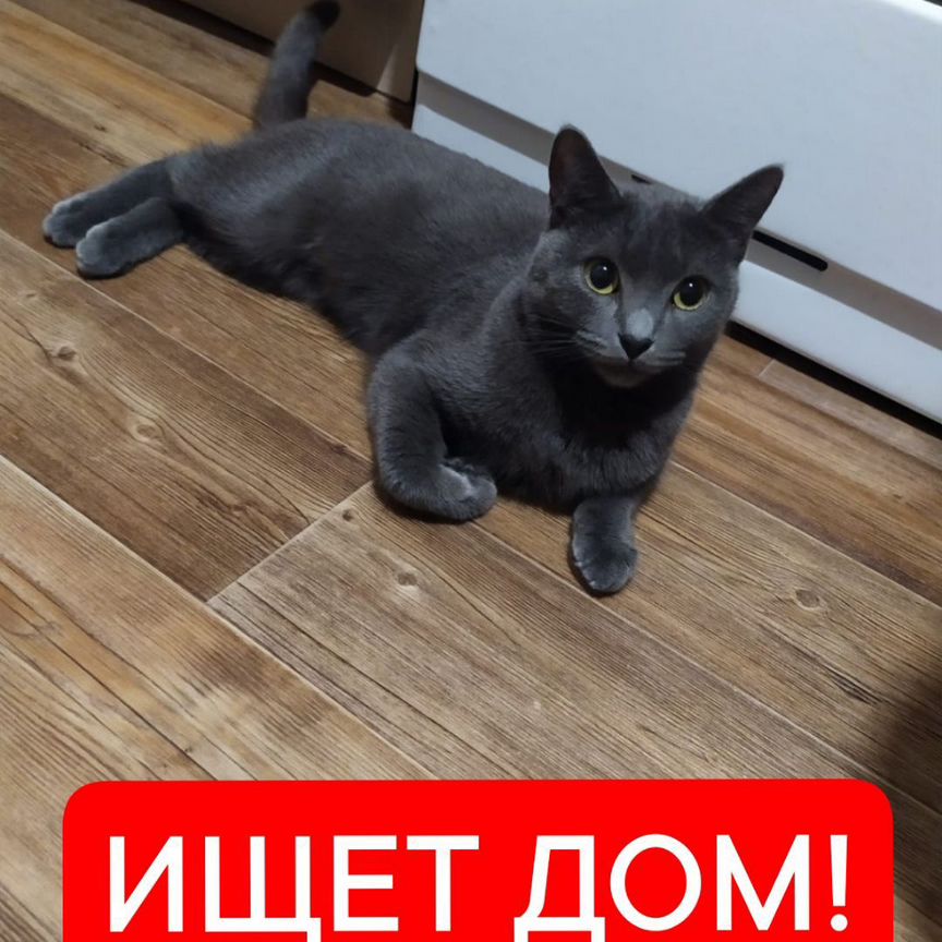 Красивая кошка в подъезде