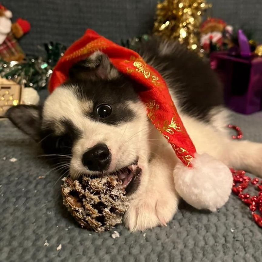 Щенок в добрые руки