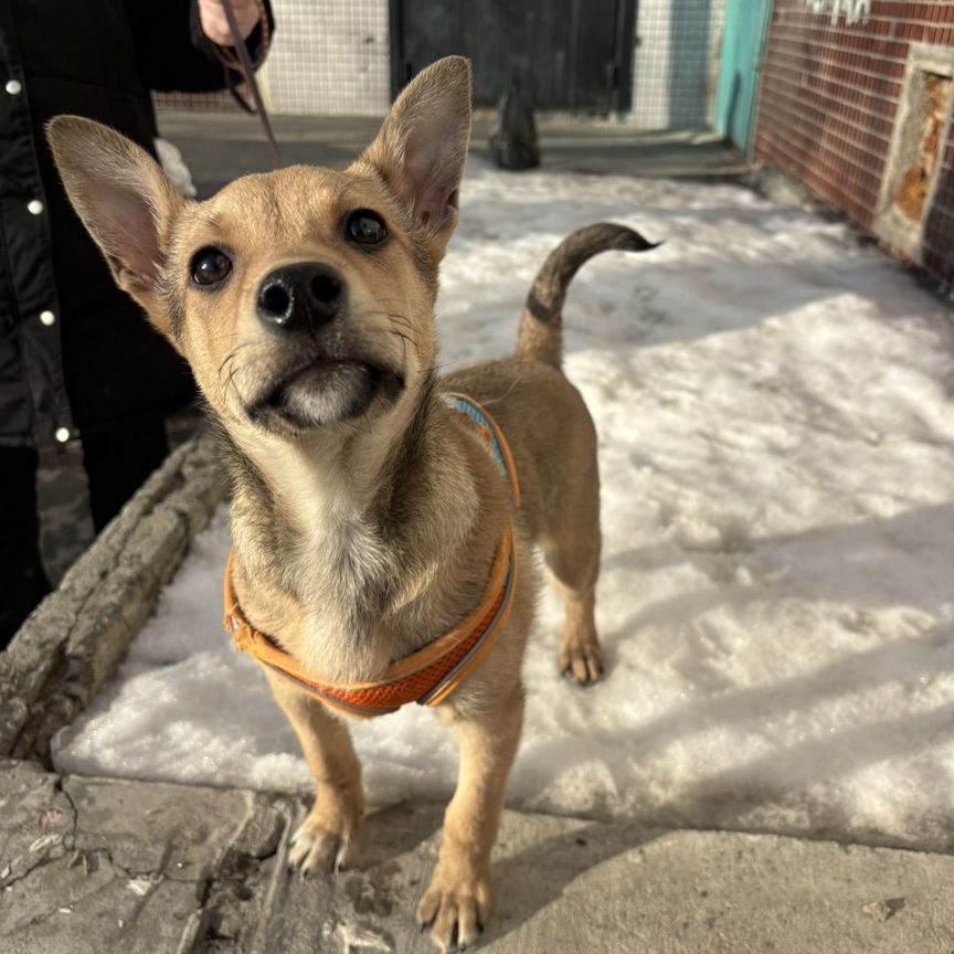 Мила, 3мес, живет у алкашей и ищет дом