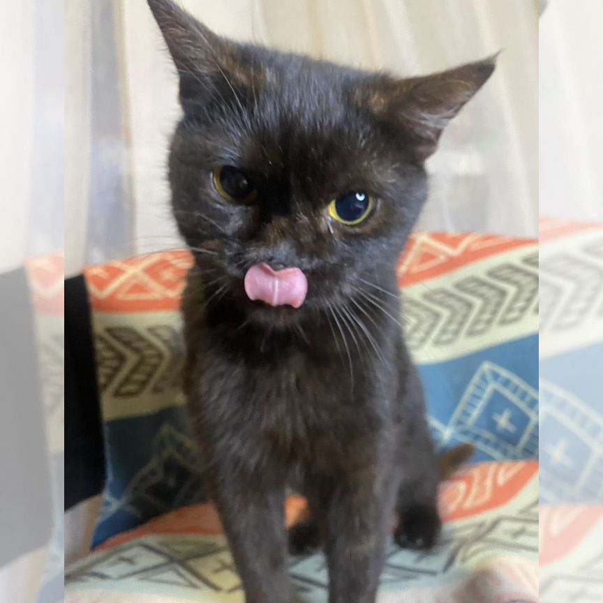 Кошечка