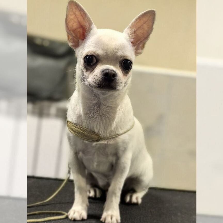 Чихуахуа, щенок