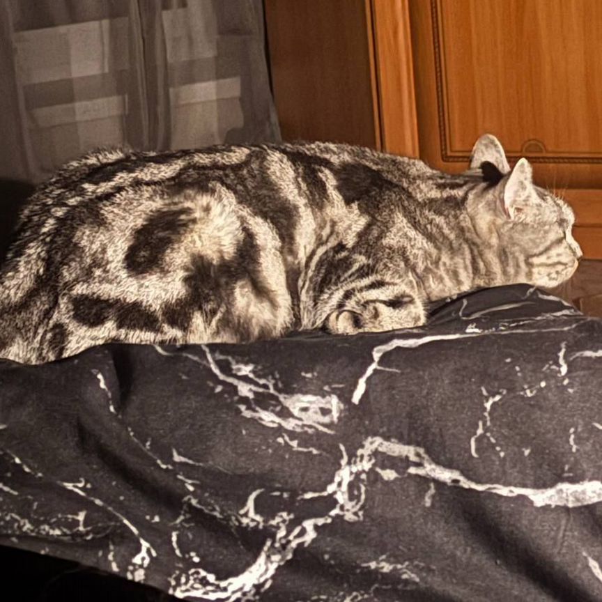 Шотландская прямоухая длинношёрстная, взрослая кошка