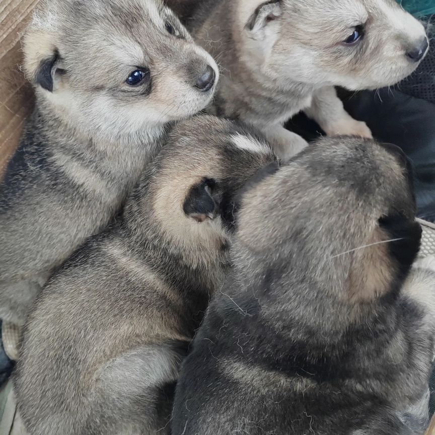 Сибирский хаски, щенок