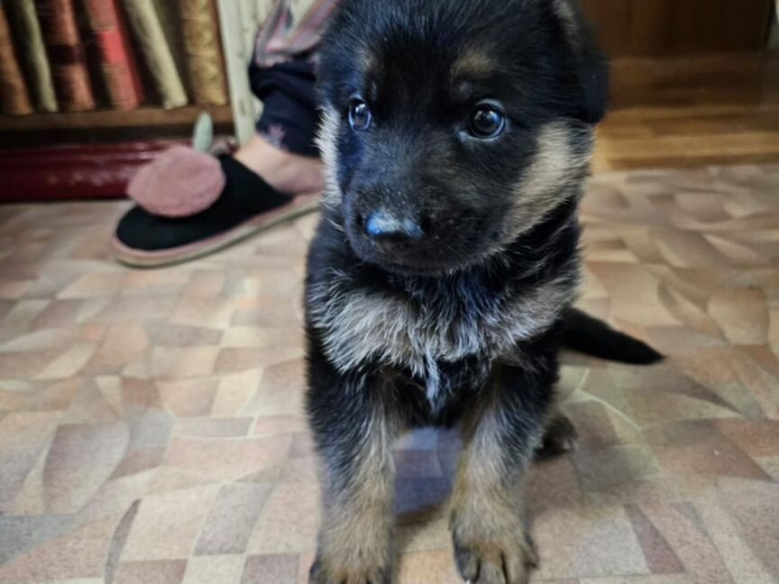 Щенки немецкой овчарки