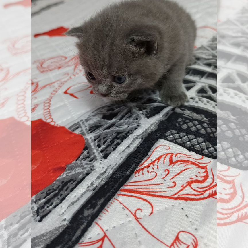 Британский короткошёрстный котёнок
