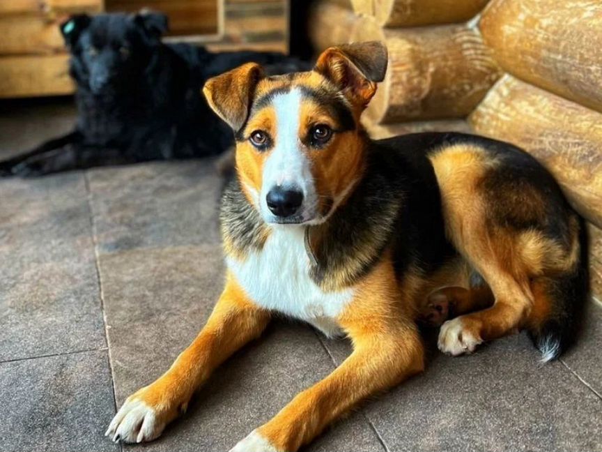 Мальчик энтлебухера Ральф в поисках дома