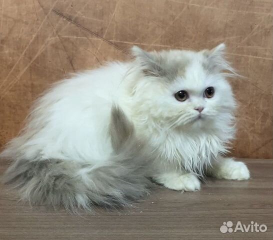 Длинношерстная британка