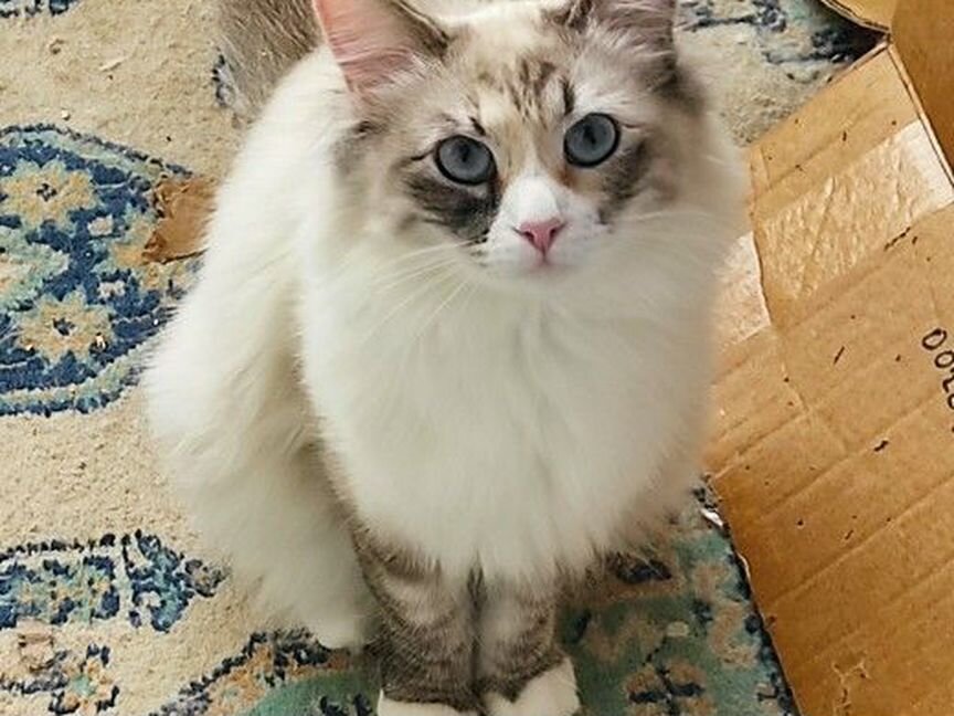 Невская маскарадная девочка Рута