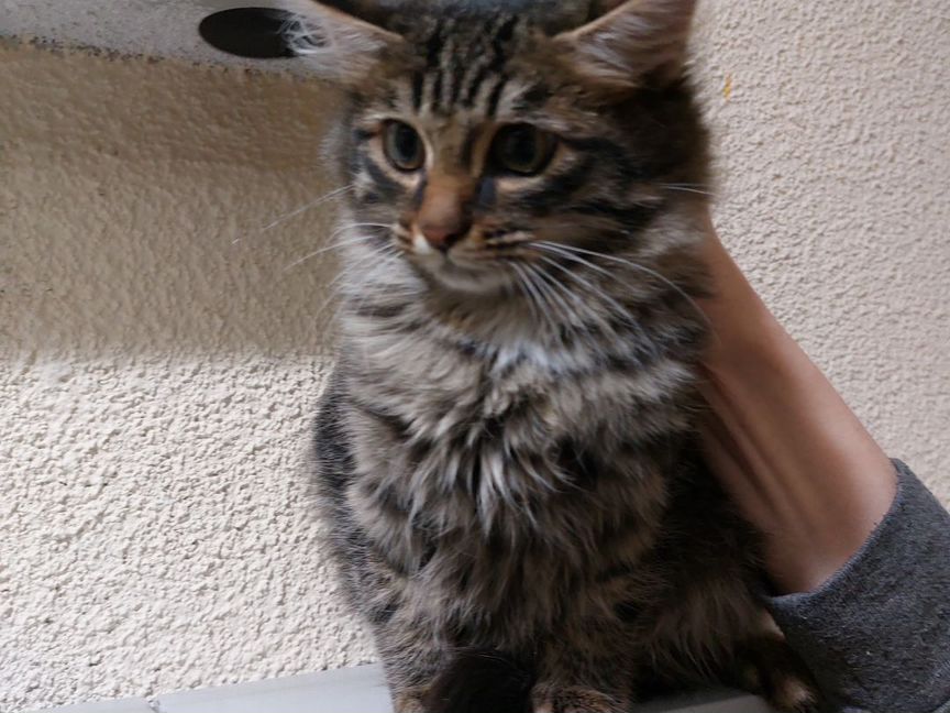 Котята в подъезде