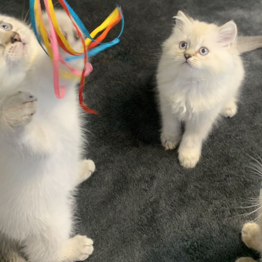 Шотландский вислоухий короткошёрстный котёнок