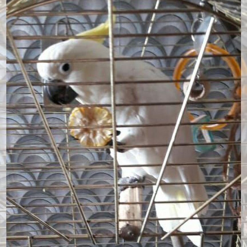 Попугай какаду желтохохлый