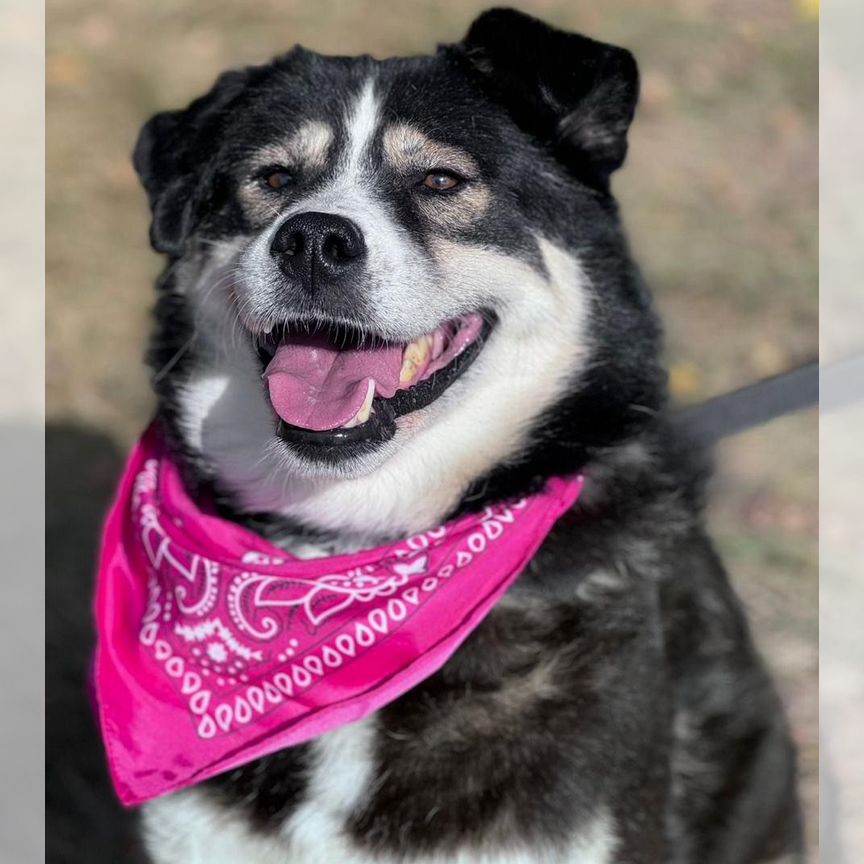 Пёс Флинт из приюта в дар