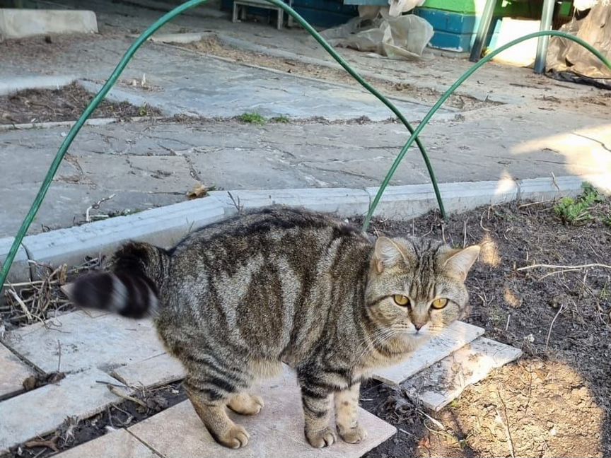 Кошечка красоточка