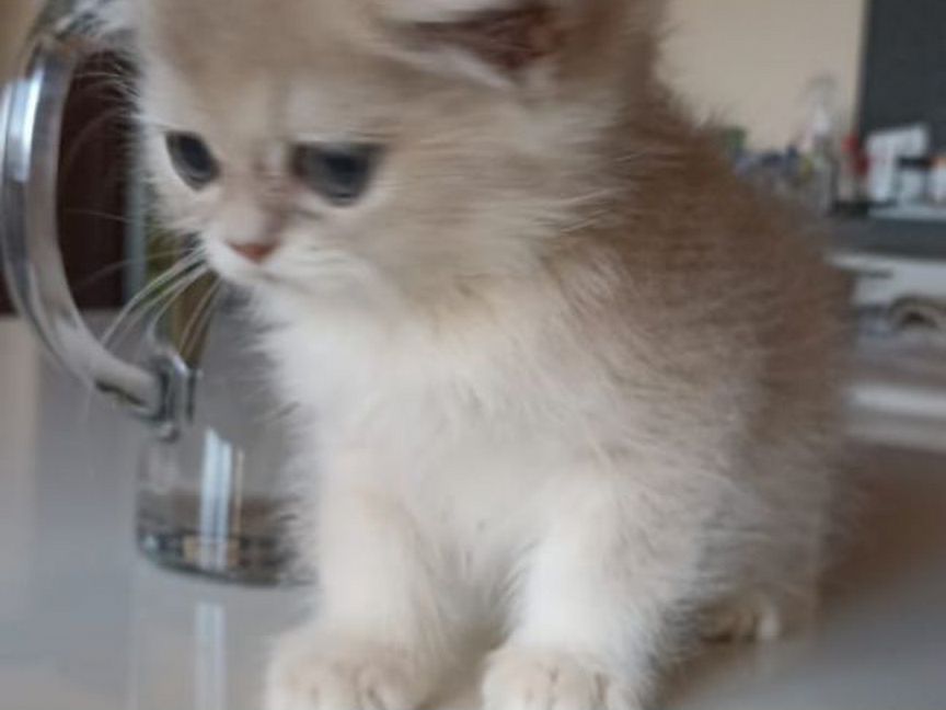 Британский