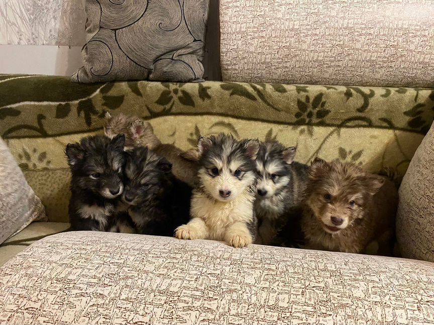 Щенки Аляского Маломута