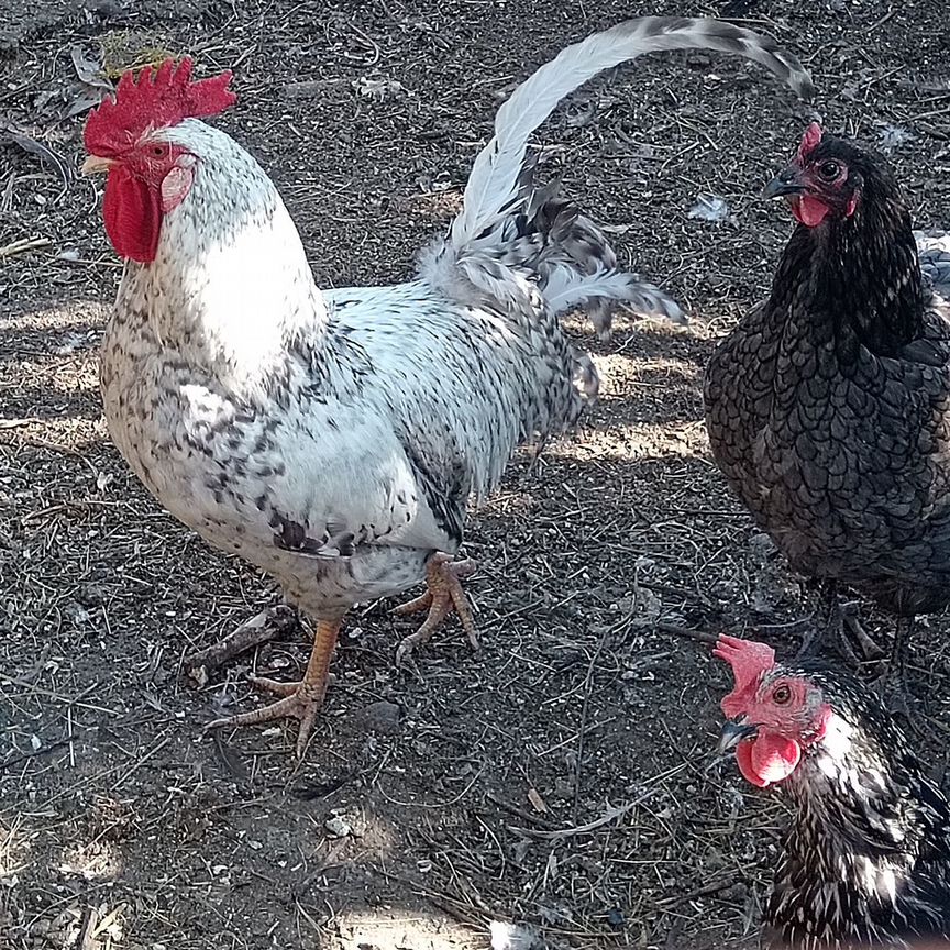 Петух борковская барвистая