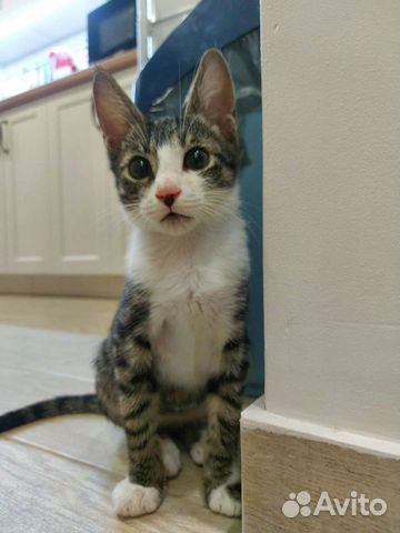 Кот