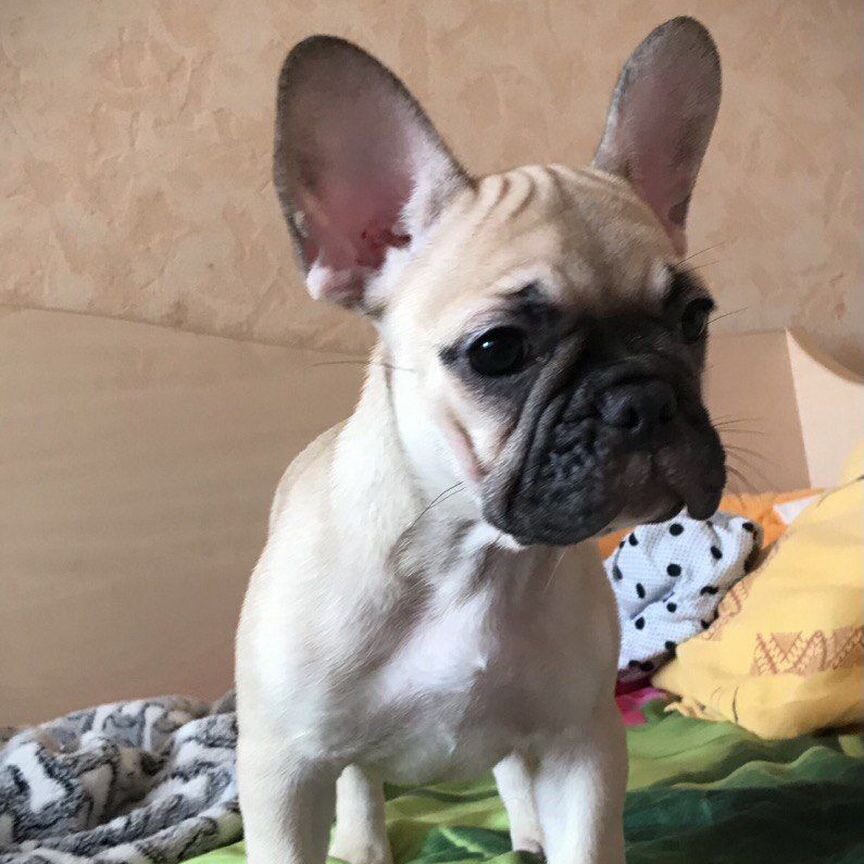 Французский бульдог
