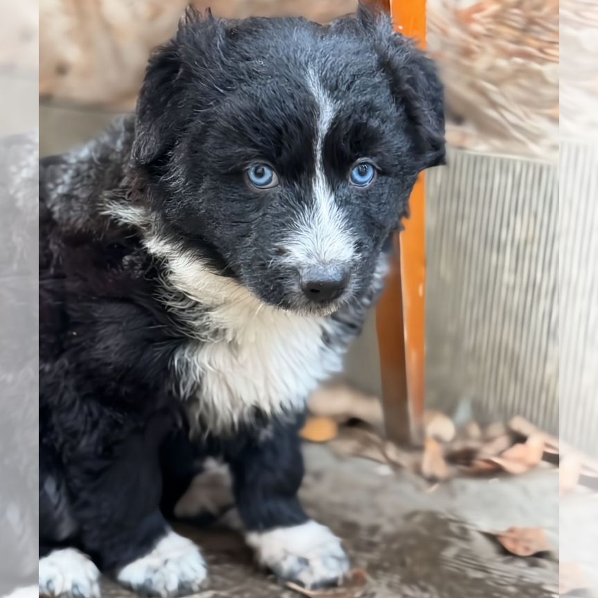 Западносибирская лайка, щенок