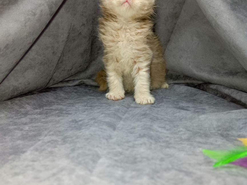 Котята мейн-кун