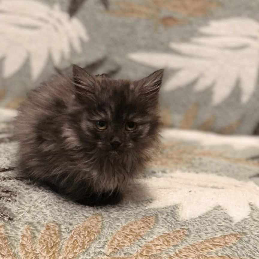 Котенок (девочка)