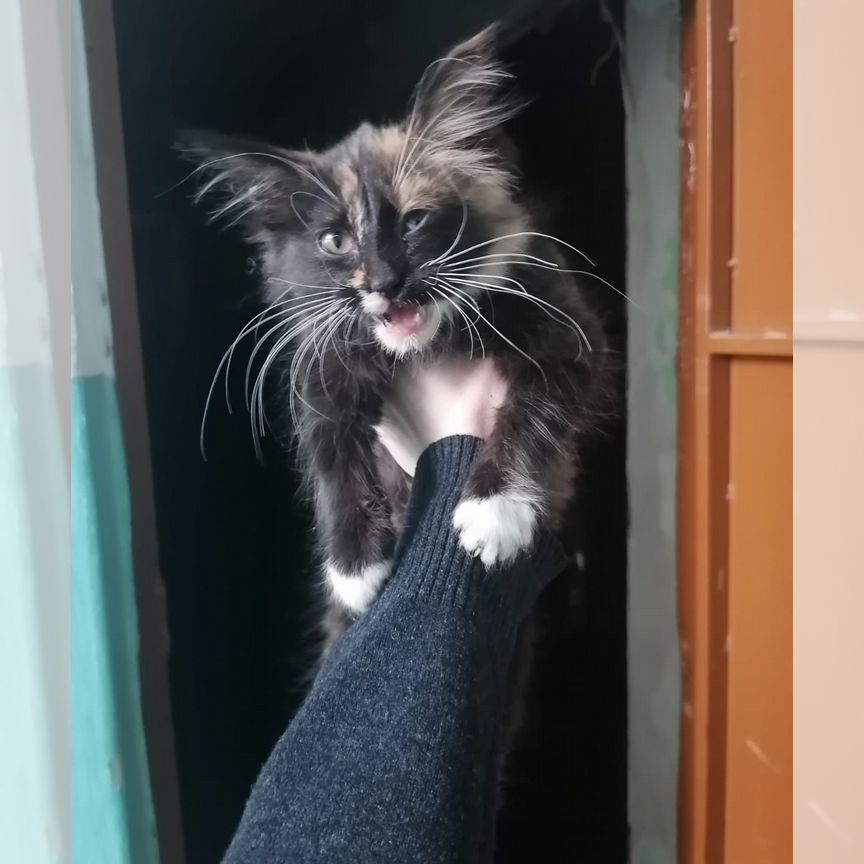 Котёнок в добрые руки