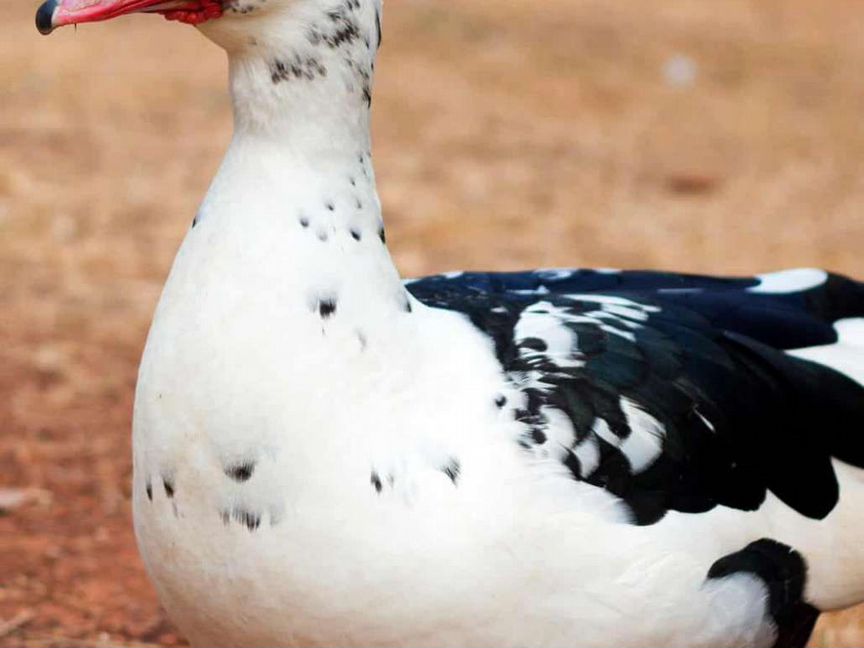 Мясо к новому году