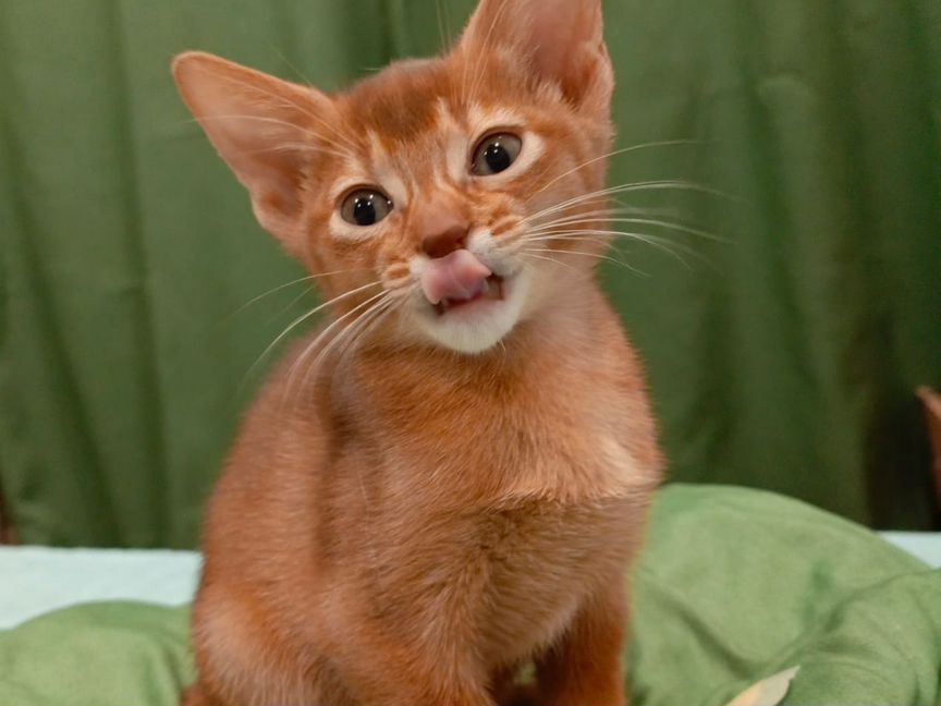 Абиссинский красавчик