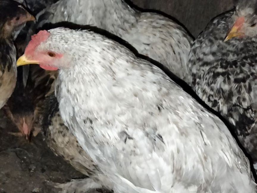 Куры молодки несушки