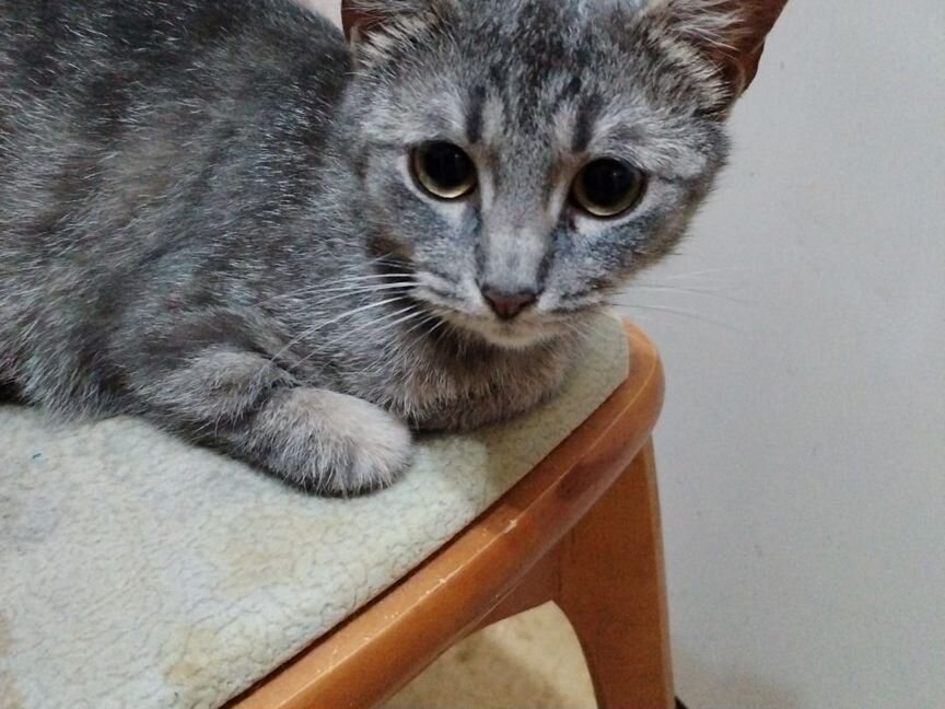 Котёнок гремлин