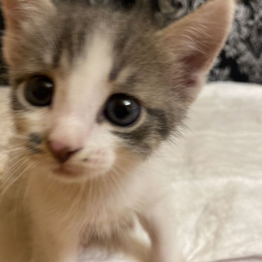 Домашние животные котята