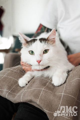 Кот Амур