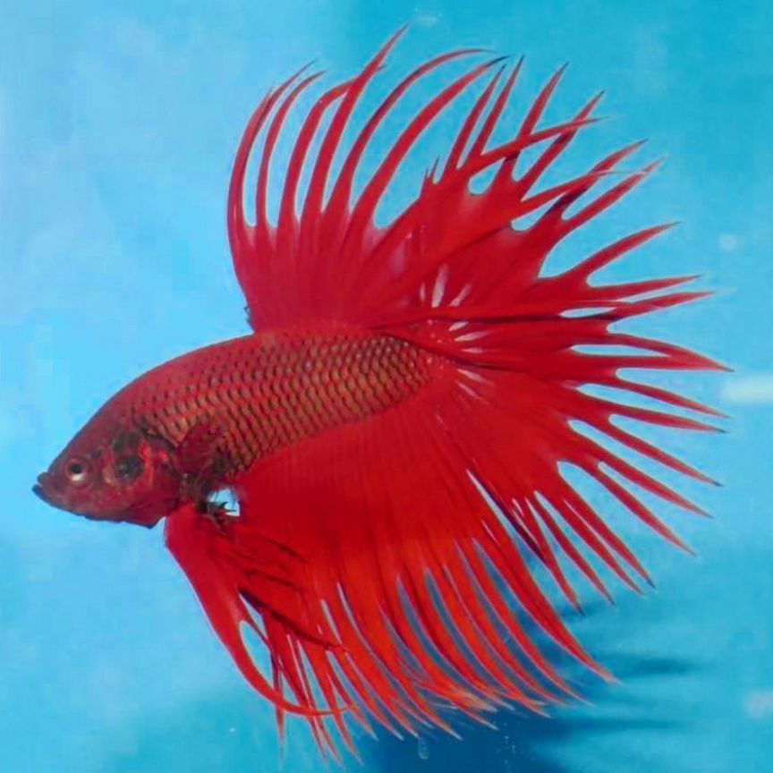 Петушок коронохвостый