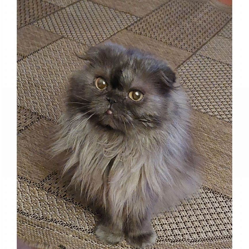 Кошечка в добрые, ответственные руки