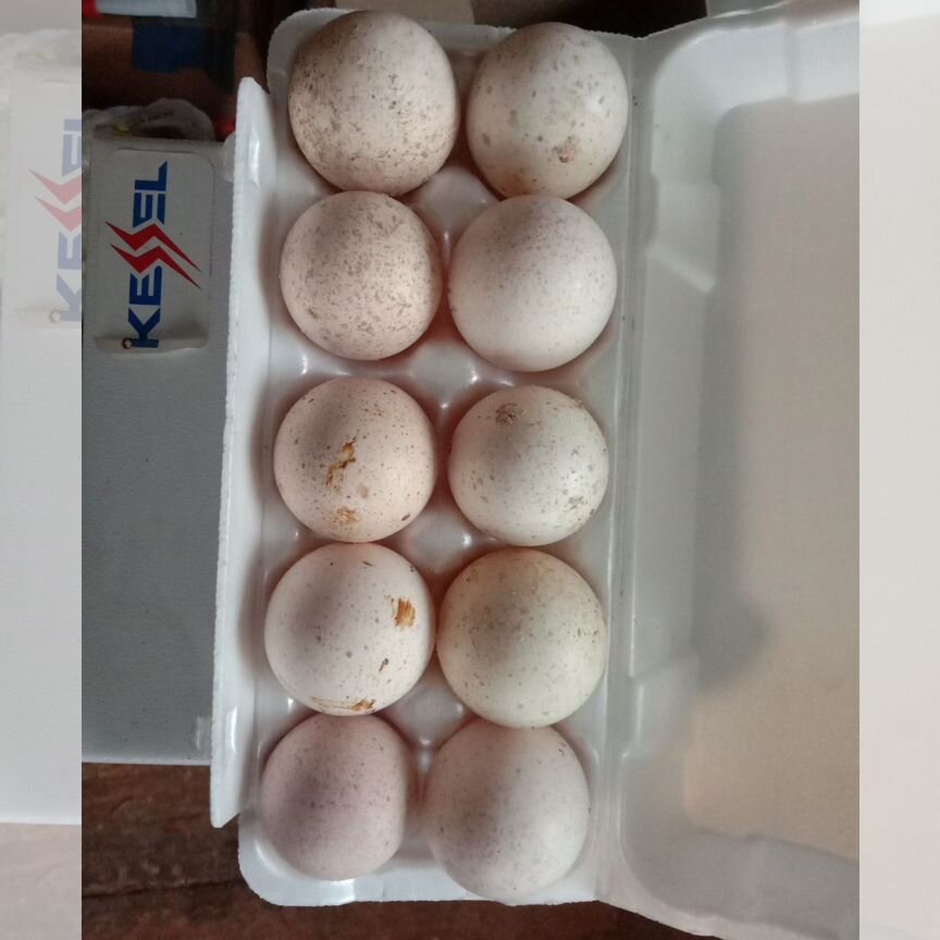 Инкубационное яйцо индейки